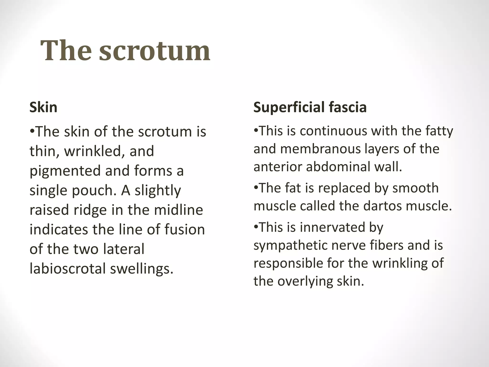 Male reproductive system | PDF