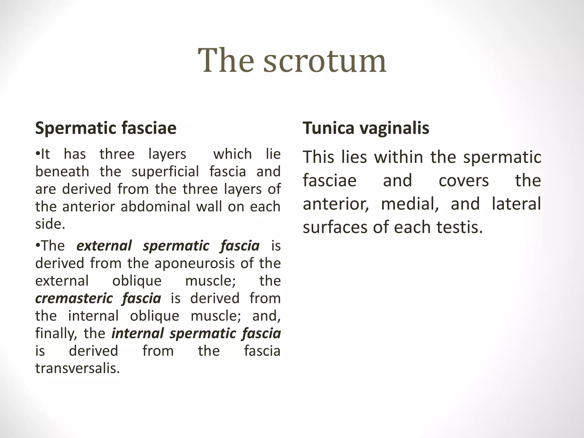 Male reproductive system | PDF