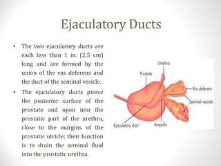 Male reproductive system | PDF