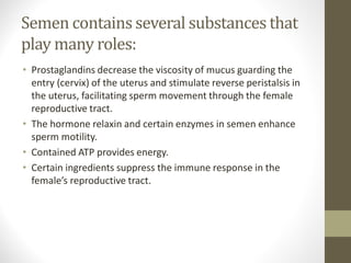 Male reproductive system | PDF