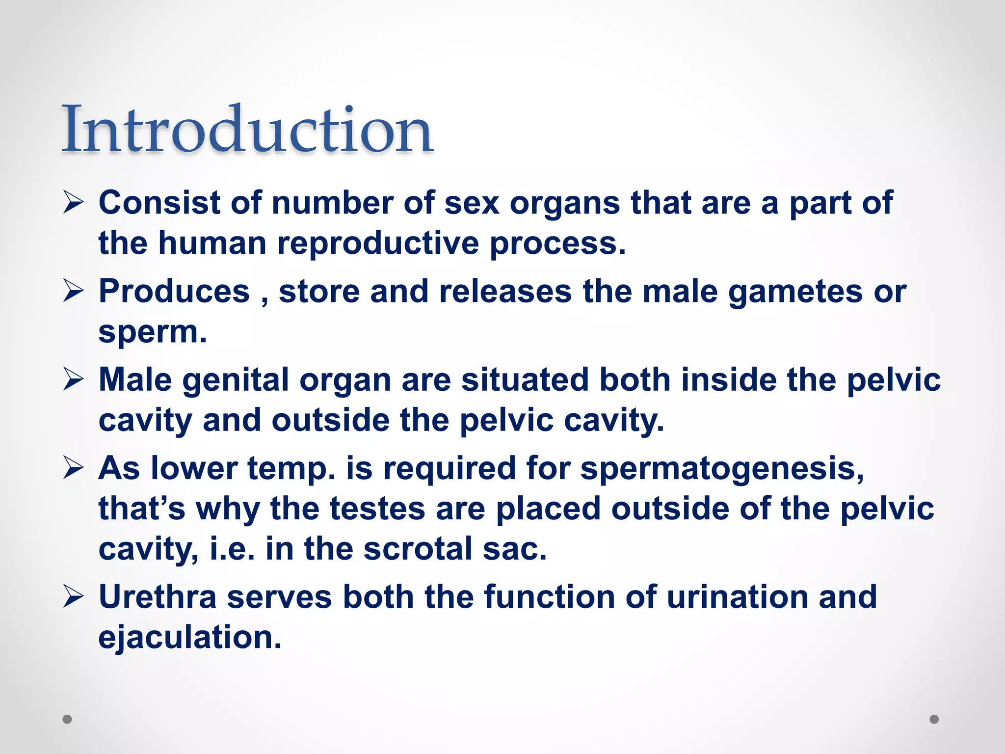 Male reproductive system | PPTX