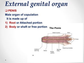 Male reproductive system | PPTX