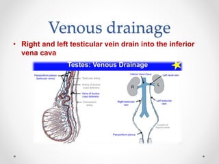 Male reproductive system | PPT