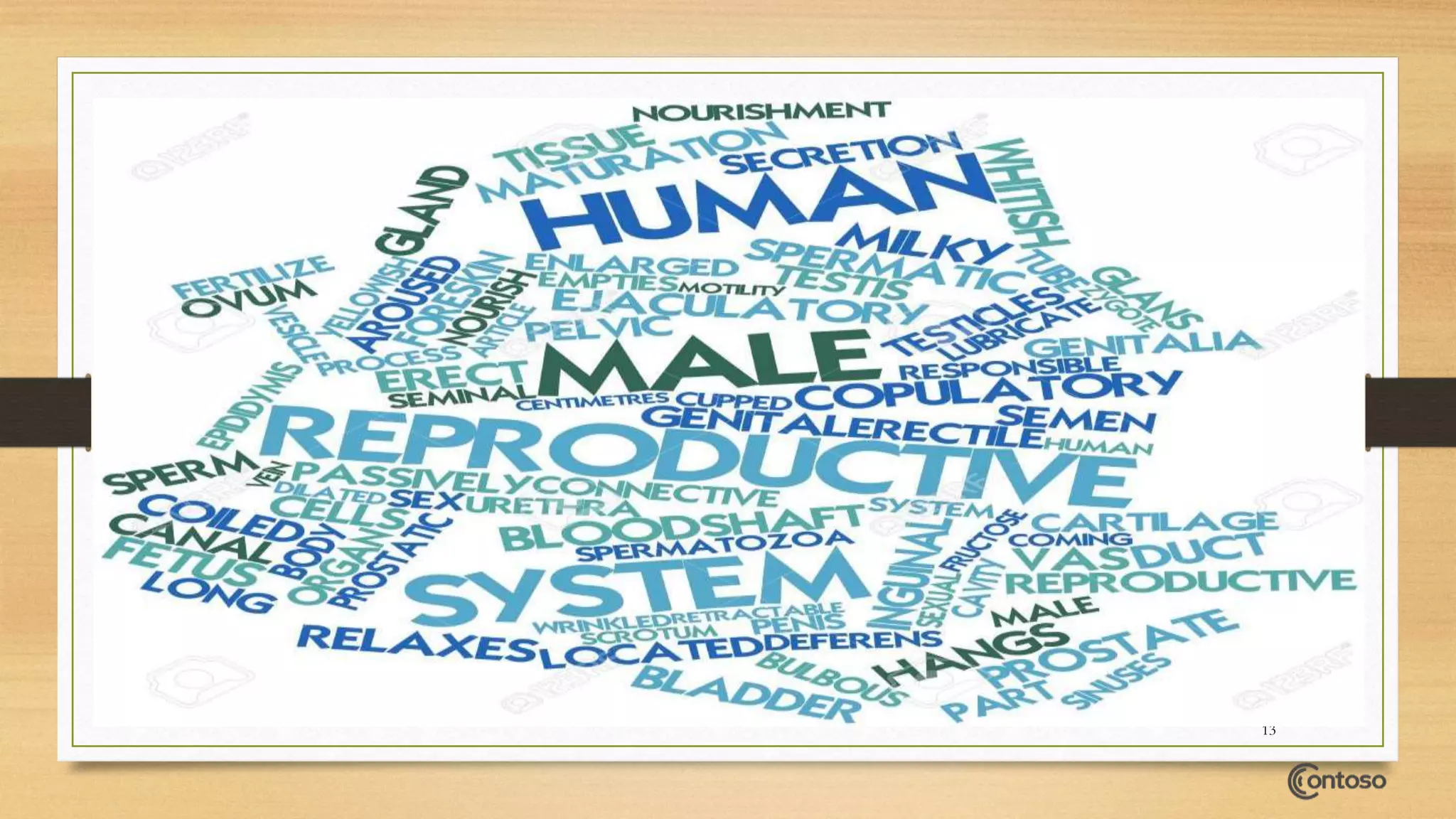 Anatomy and Physiology of Male reproductive system | PPTX