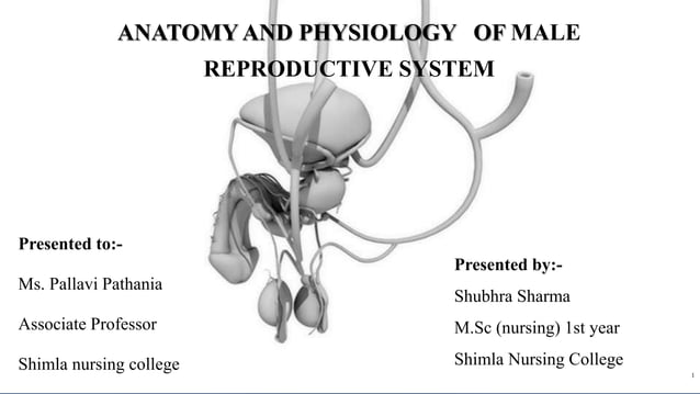 Anatomy and Physiology of Male reproductive system | PPTX
