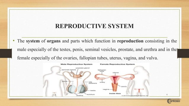 Anatomy and Physiology of Male reproductive system | PPTX