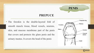 Anatomy and Physiology of Male reproductive system | PPT
