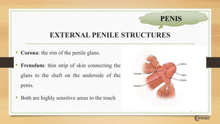 Anatomy and Physiology of Male reproductive system | PPT