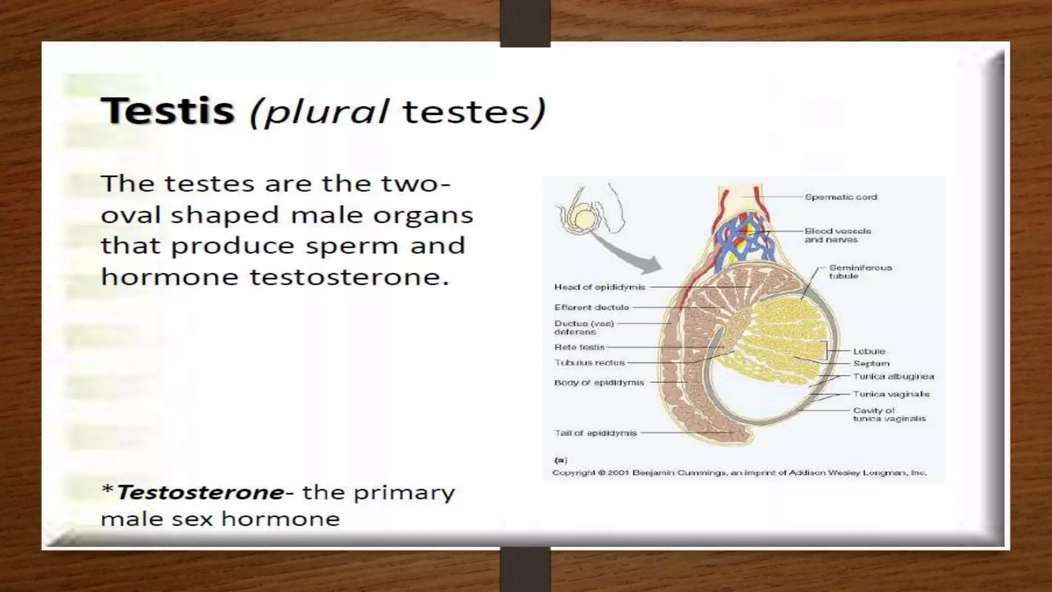 Male reproductive system | PPT