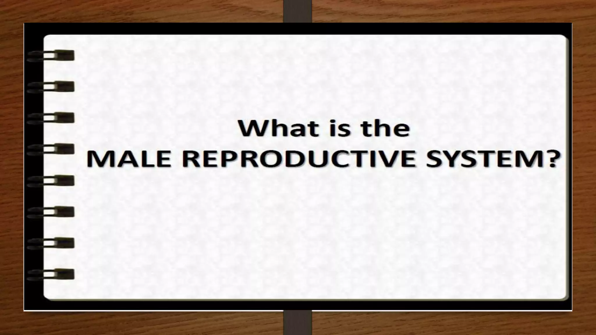 Male reproductive system | PPT