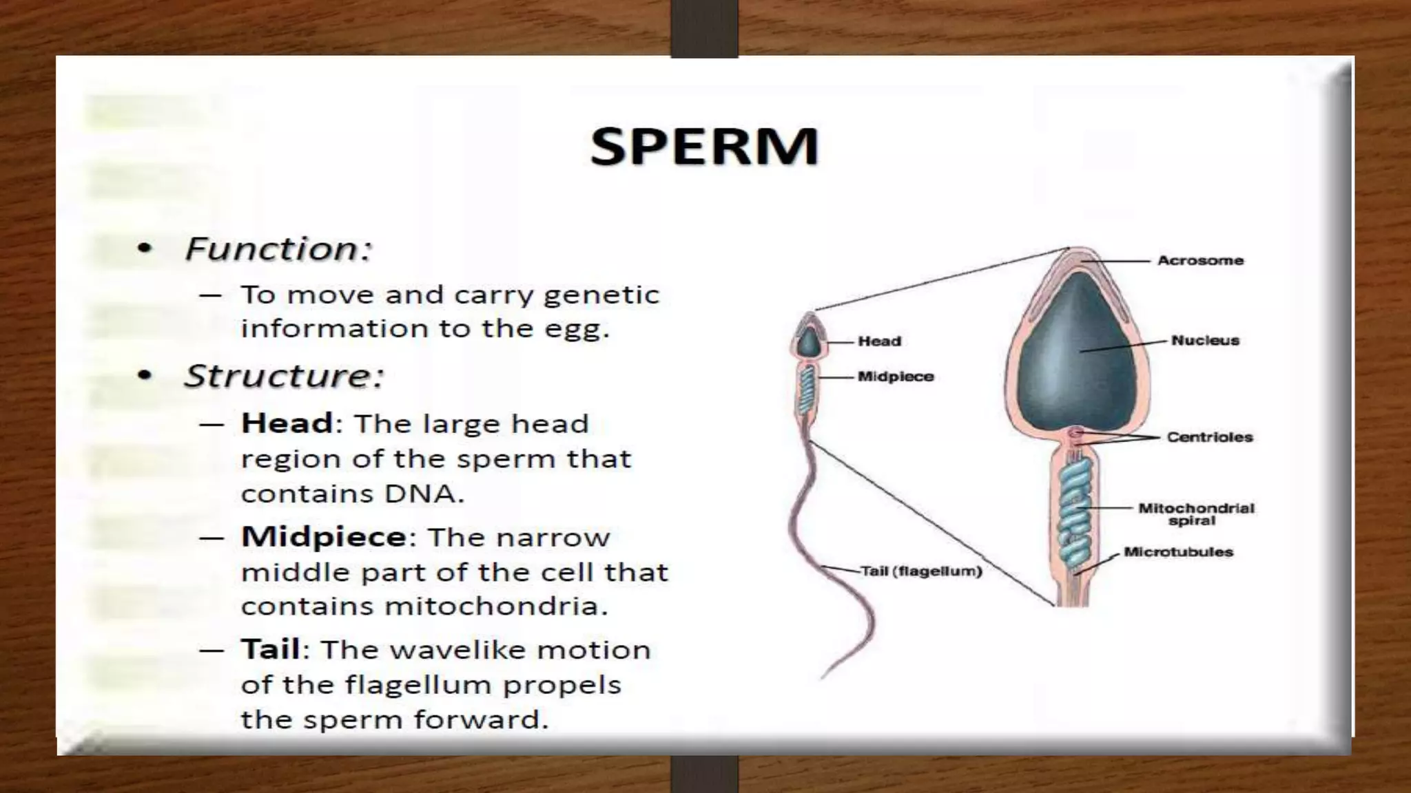 Male reproductive system | PPT