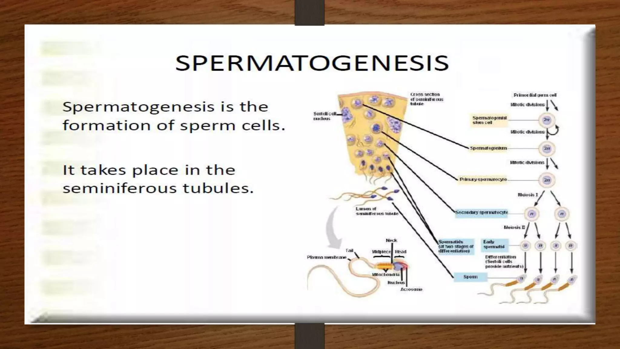Male reproductive system | PPT