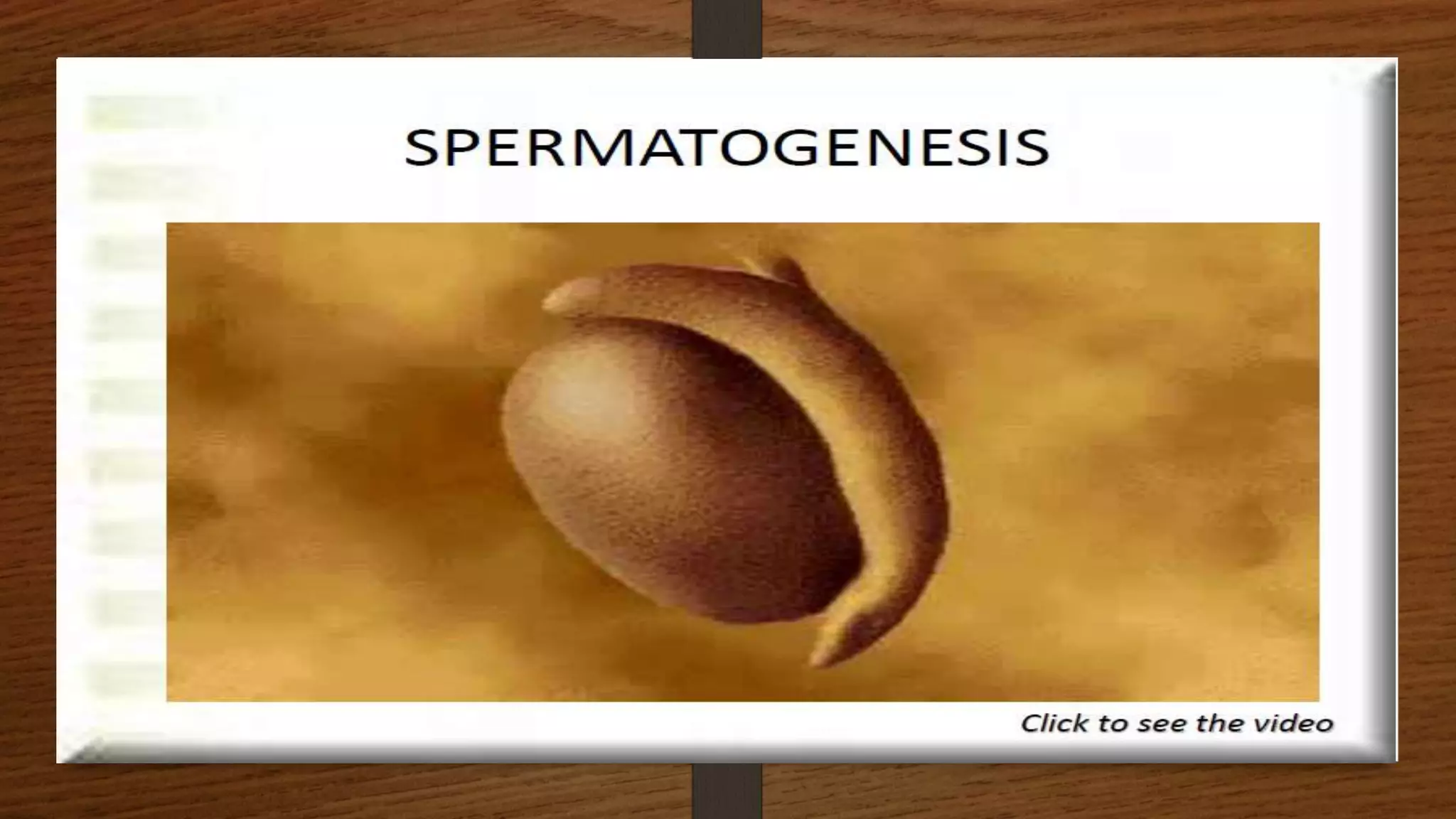 Male reproductive system | PPT