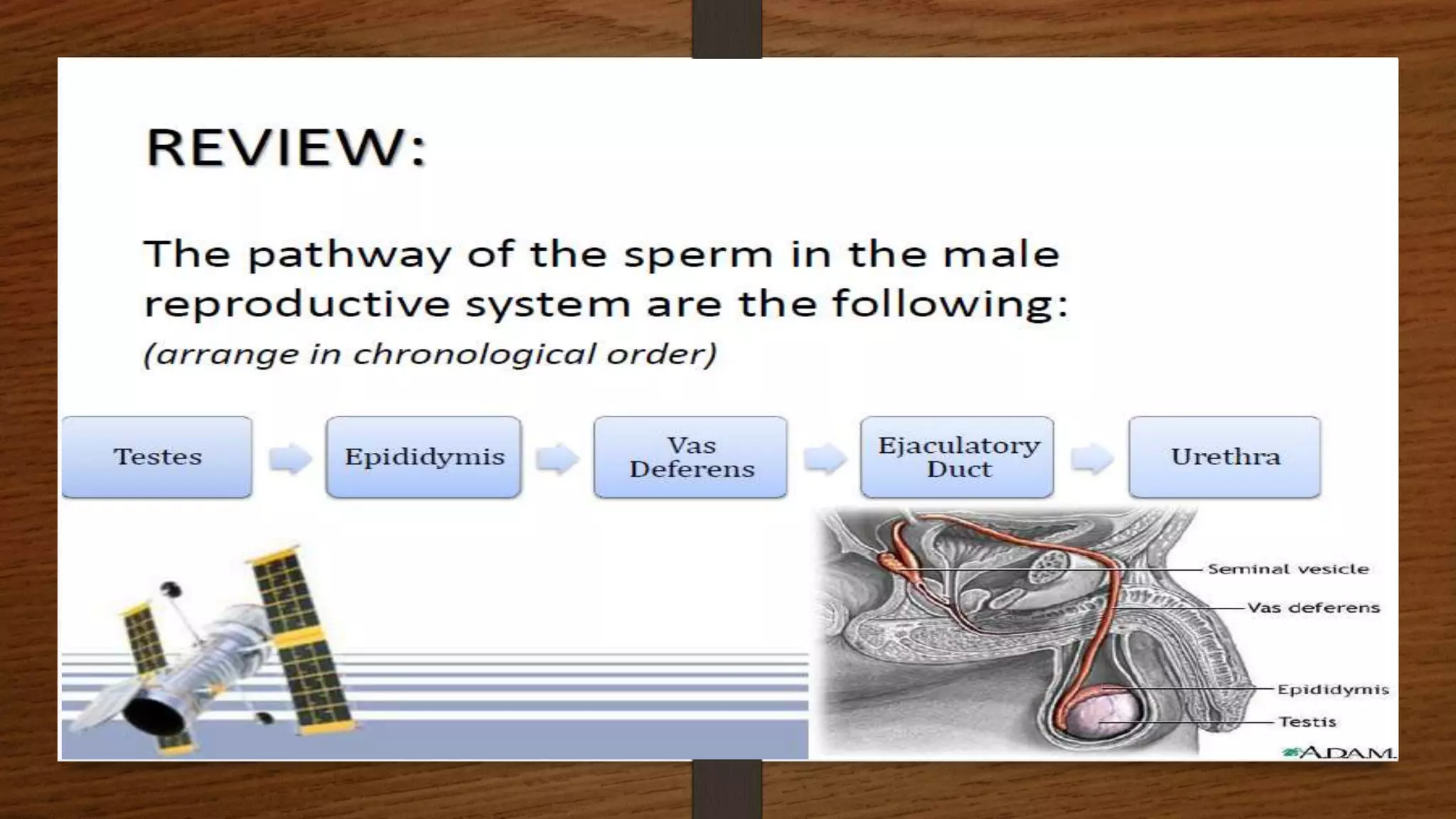Male reproductive system | PPT