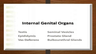 Male reproductive system | PPT