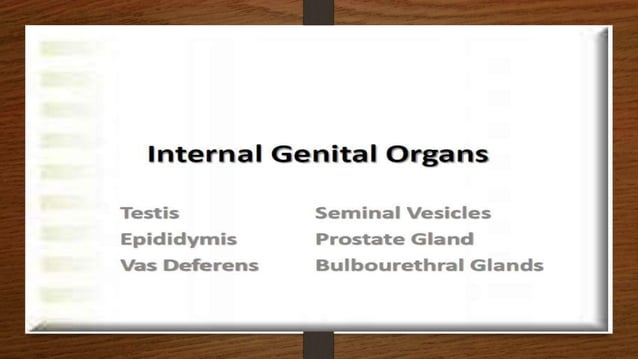 Male reproductive system | PPT