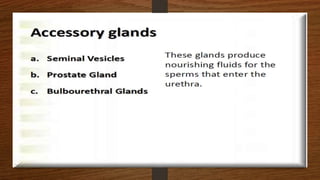 Male reproductive system | PPT