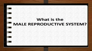 Male reproductive system | PPT