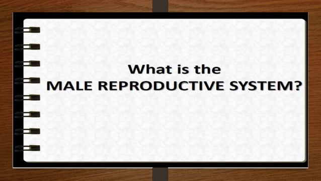 Male reproductive system | PPT
