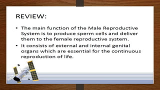 Male reproductive system | PPT
