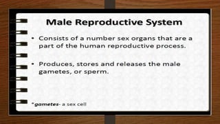 Male reproductive system | PPT