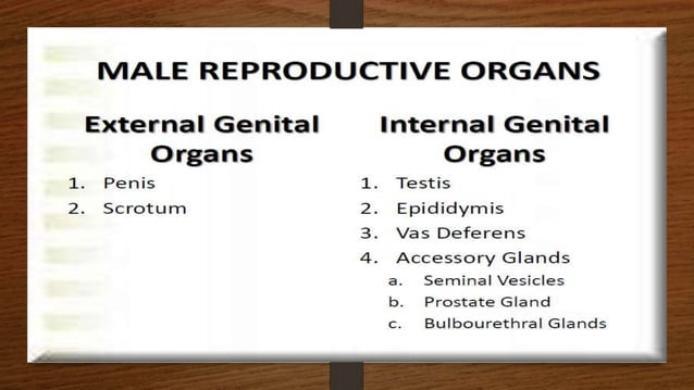 Male reproductive system | PPT