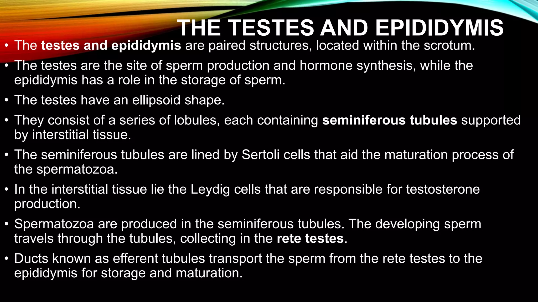 Male reproductive system | PPTX