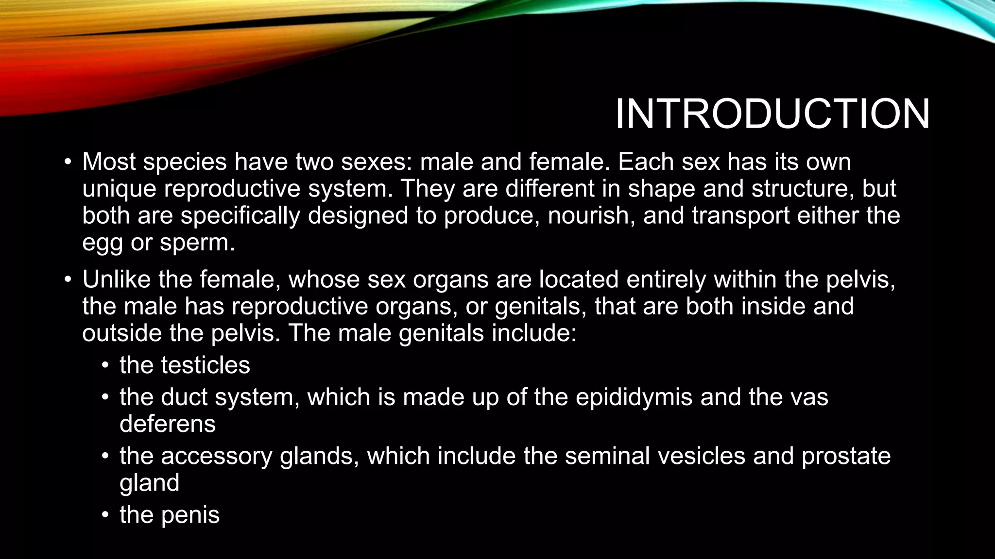 Male reproductive system | PPTX