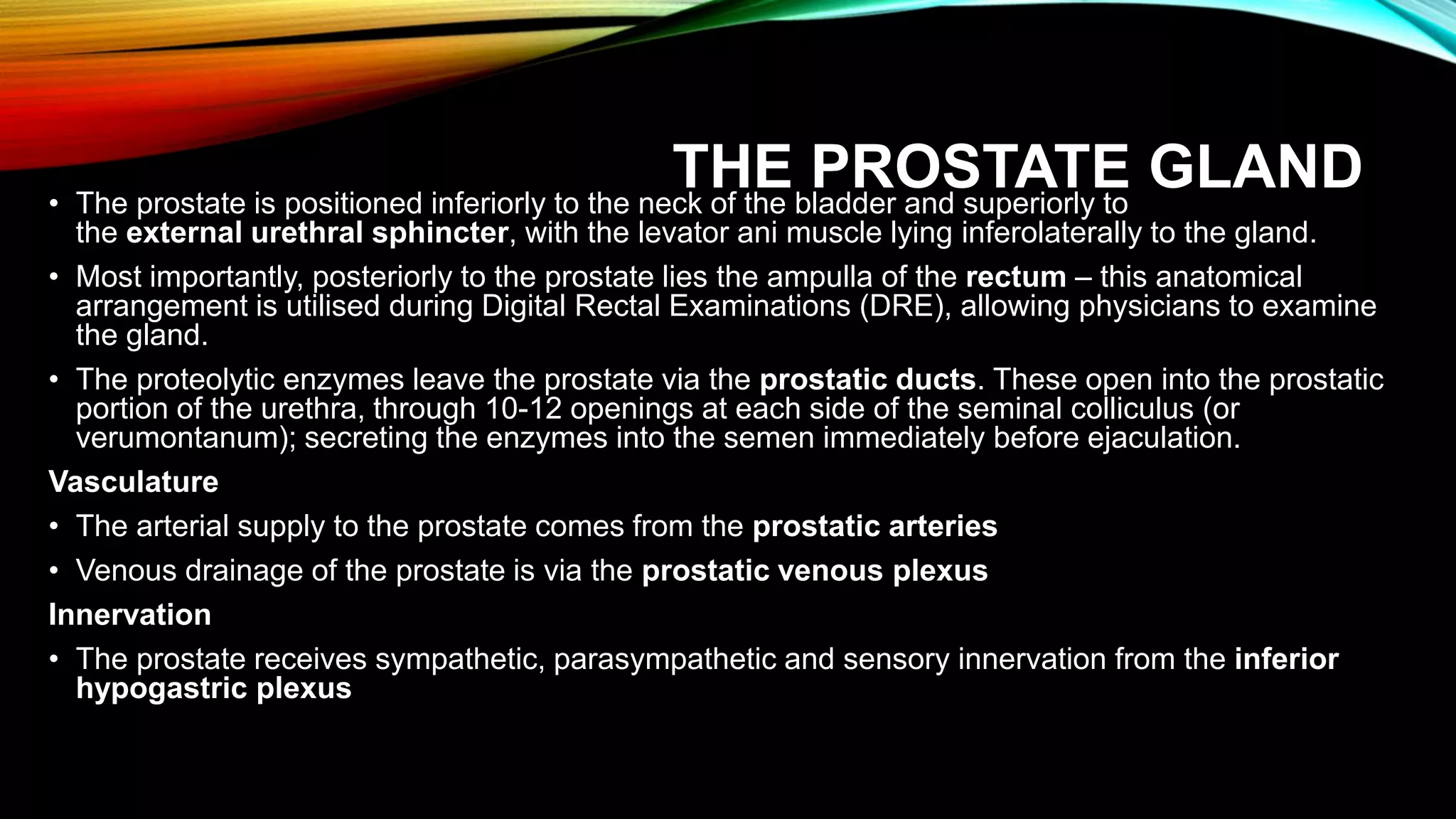 Male reproductive system | PPTX