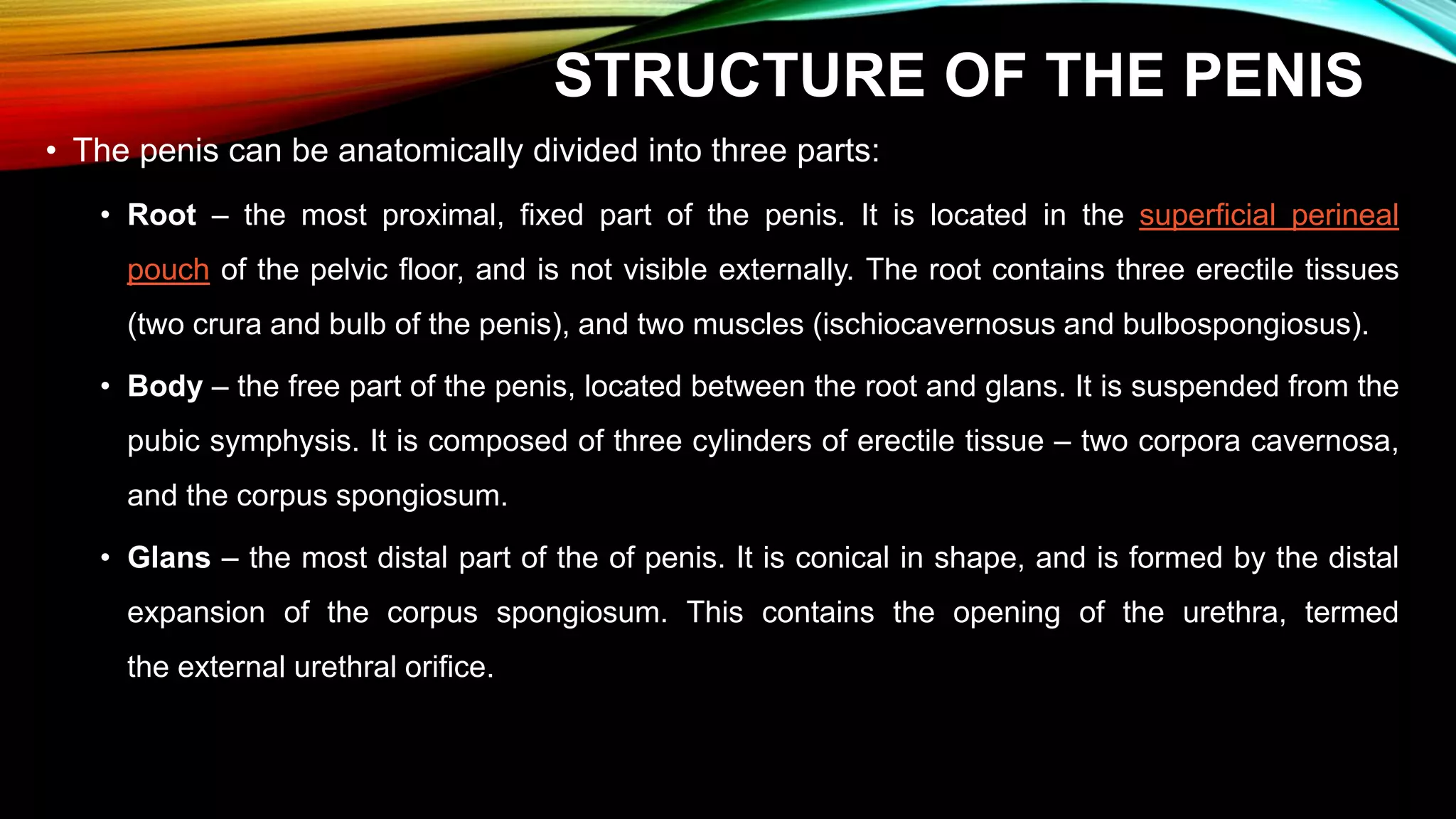Male reproductive system | PPTX