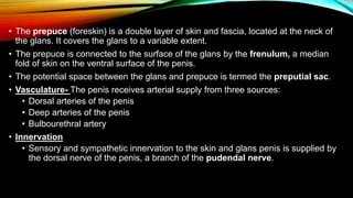 Male reproductive system | PPT
