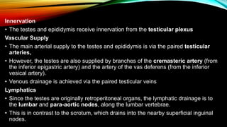 Male reproductive system | PPTX