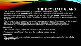 Male reproductive system | PPT