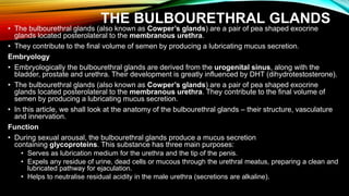Male reproductive system | PPT