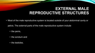 Male reproductive system | PPT