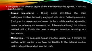 Male reproductive system | PPTX