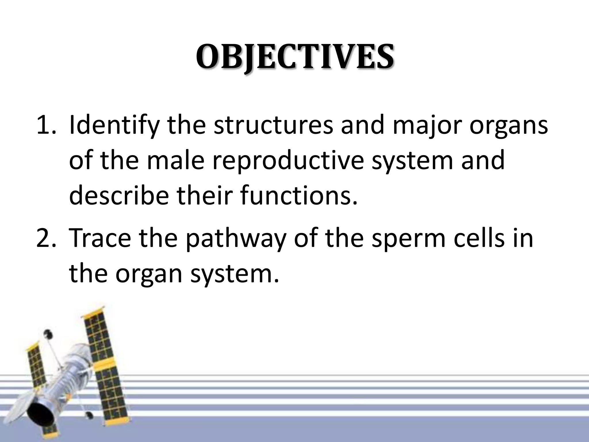 Male reproductive system | PPT | Free Download