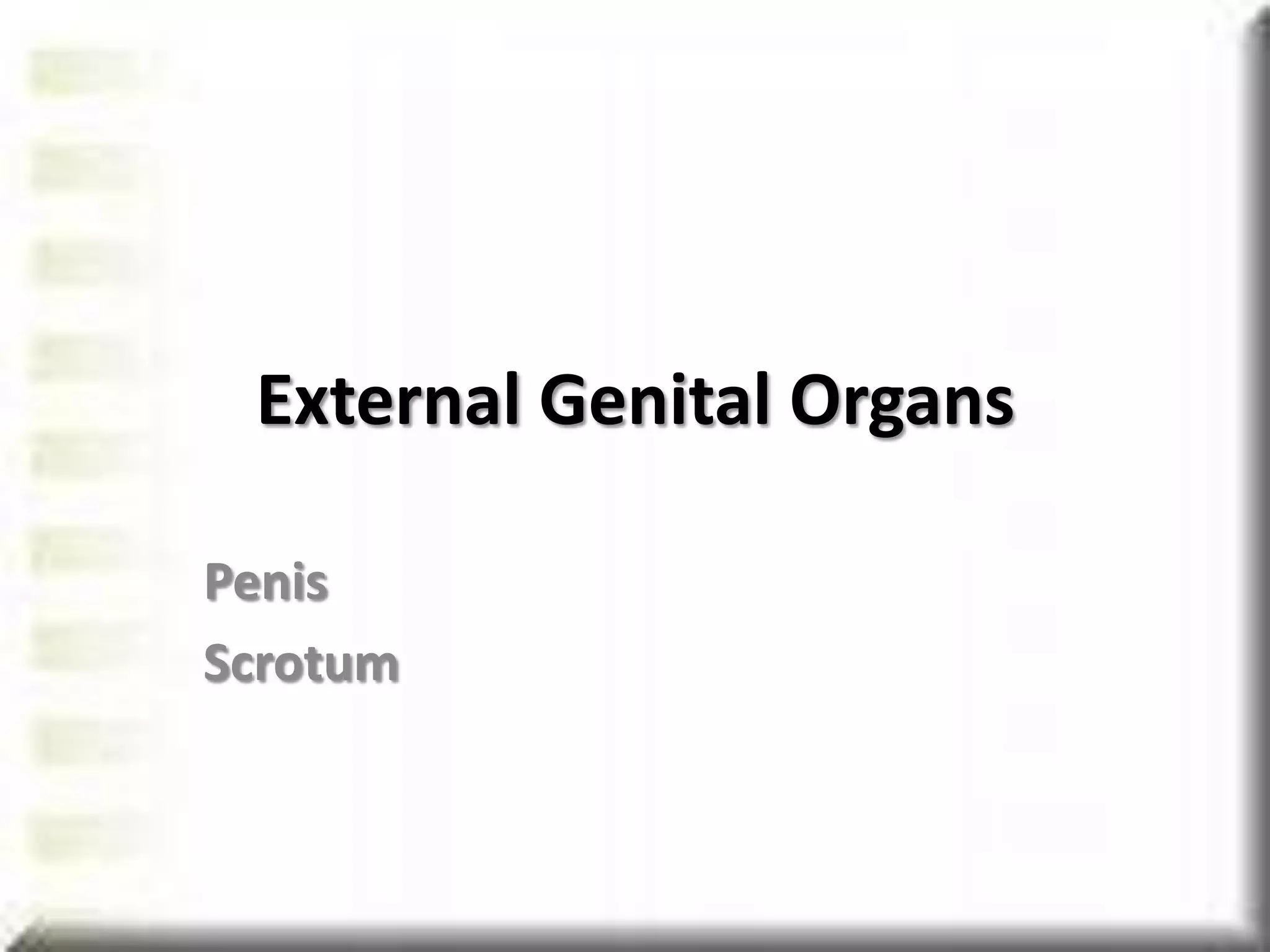 Male reproductive system | PPT | Free Download