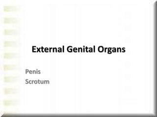 Male reproductive system | PDF