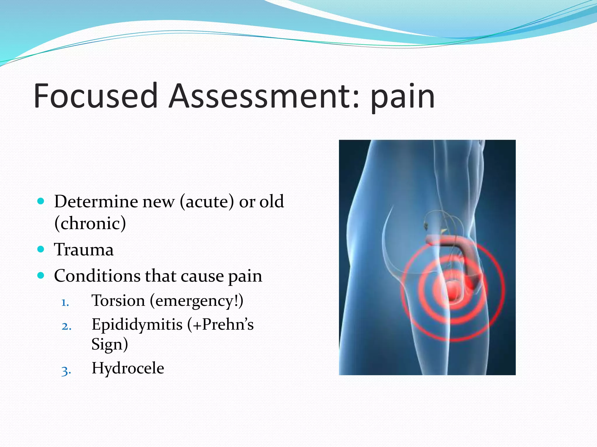Male reproductive system | PPTX