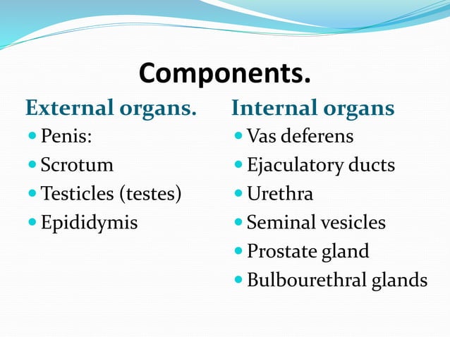Male reproductive system | PPT