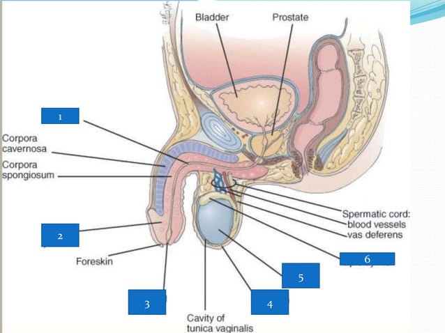 Male reproductive system | PPT