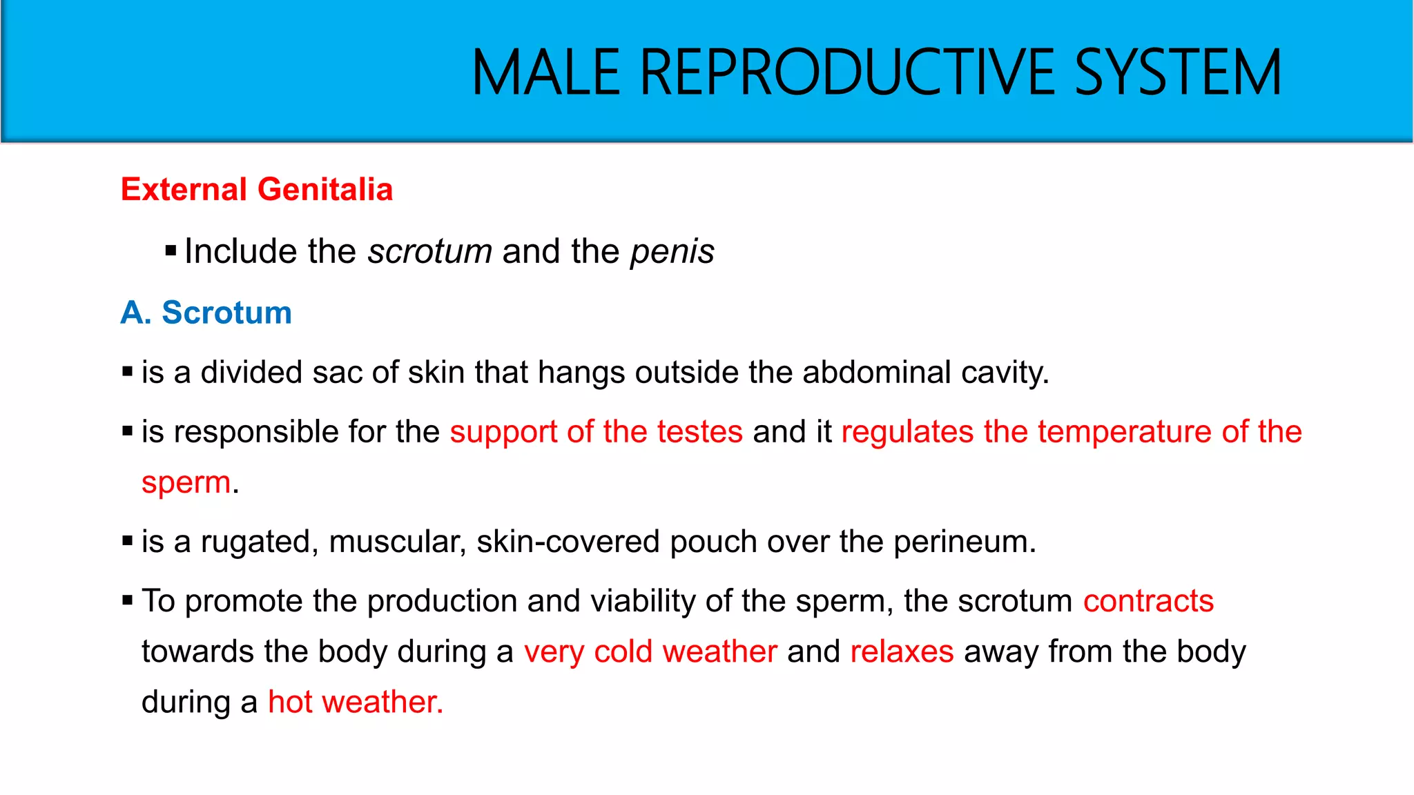 Male Reproductive System.pptx