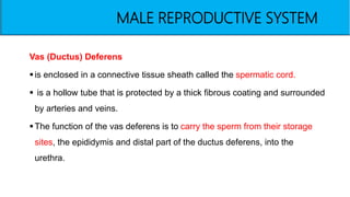 Male Reproductive System.pptx