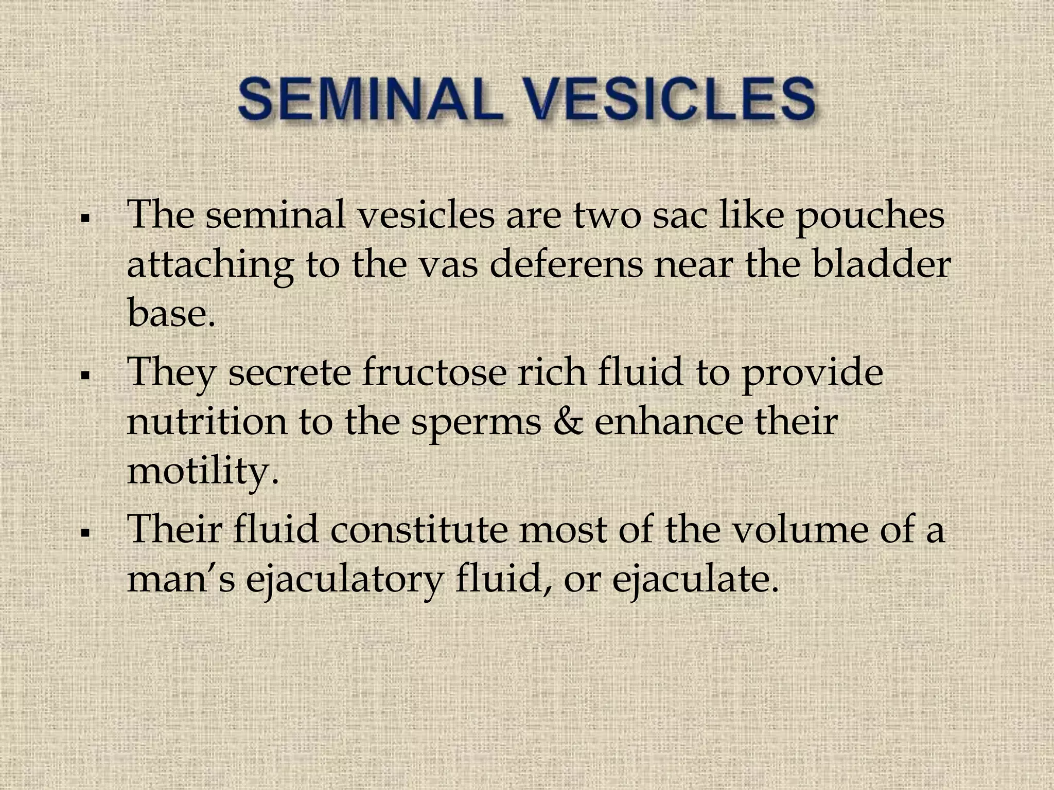 MALE REPRODUCTIVE SYSTEM.pptx | Infertility | Reproductive Health