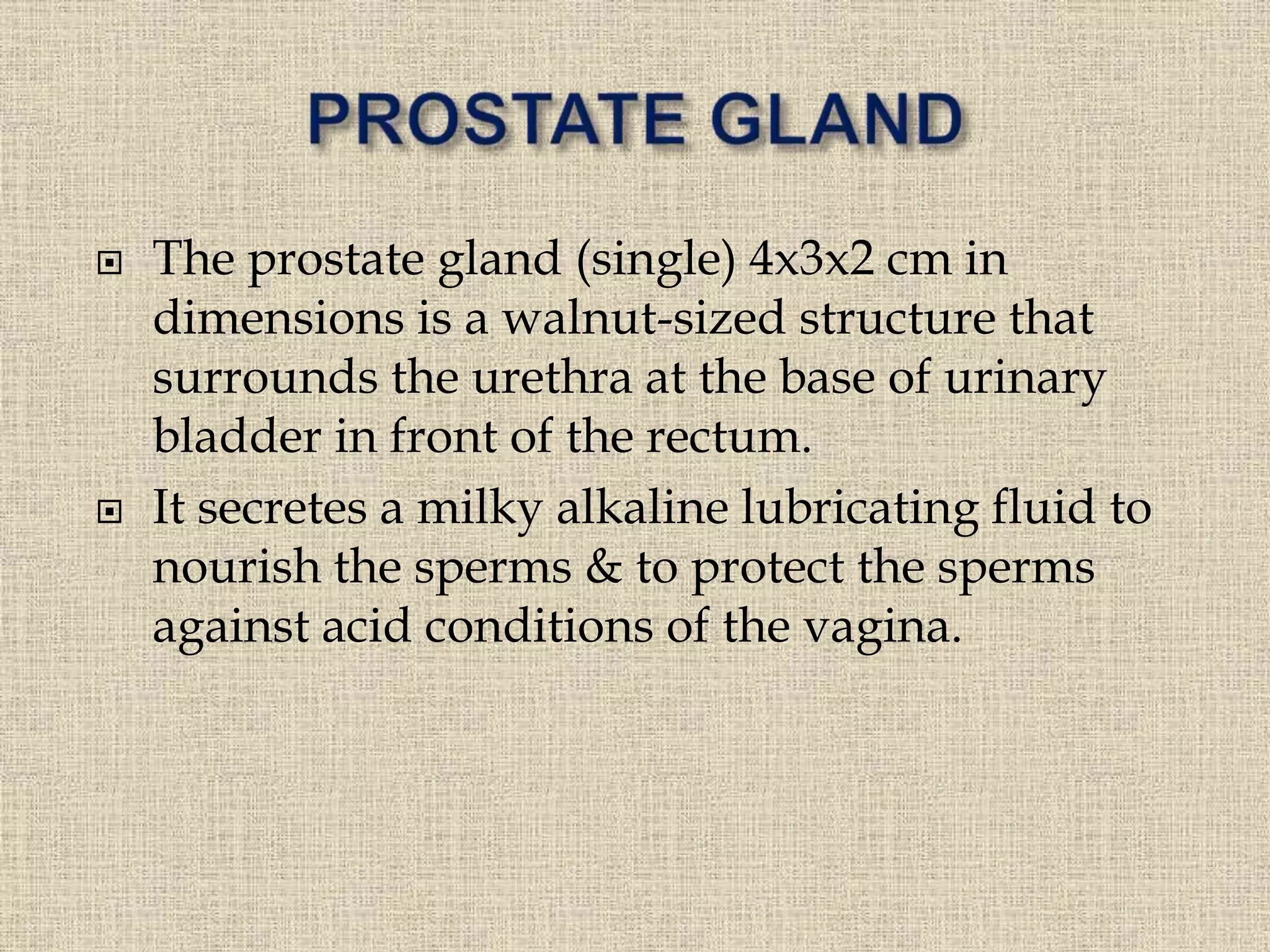 MALE REPRODUCTIVE SYSTEM.pptx | Infertility | Reproductive Health
