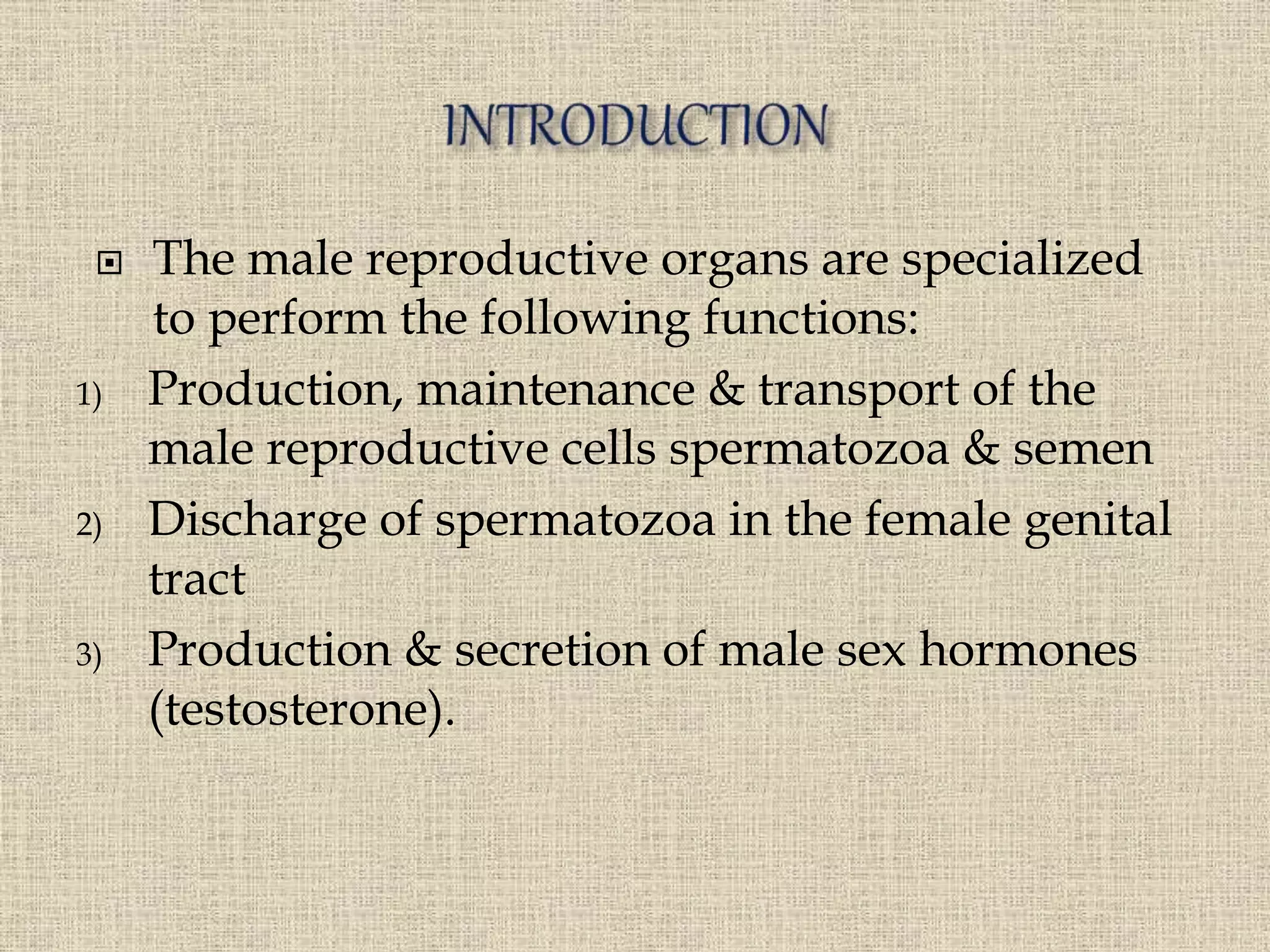 MALE REPRODUCTIVE SYSTEM.pptx | Infertility | Reproductive Health