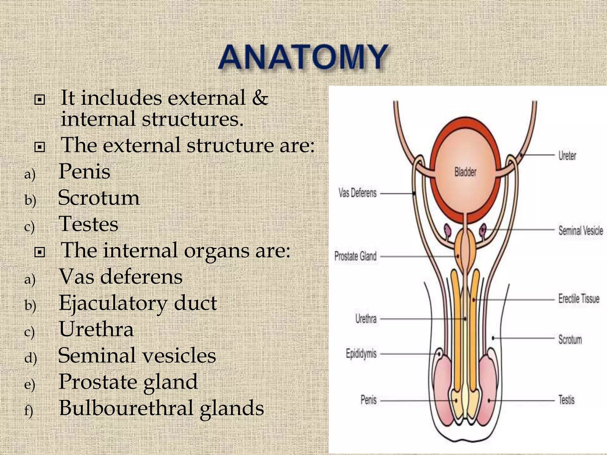 MALE REPRODUCTIVE SYSTEM.pptx | Infertility | Reproductive Health