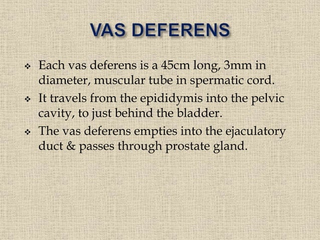 MALE REPRODUCTIVE SYSTEM.pptx
