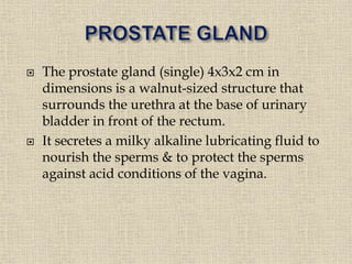 MALE REPRODUCTIVE SYSTEM.pptx | Infertility | Reproductive Health